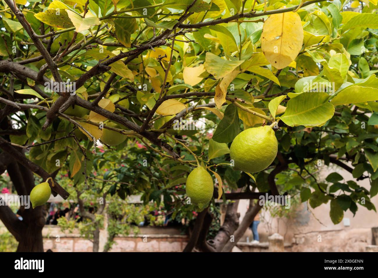 Lemon tree with fruit, Palma Mallorca Stock Photo - Alamy