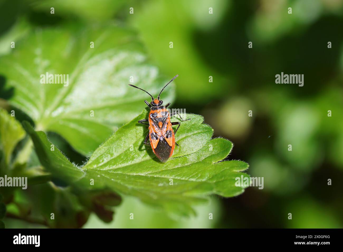Close up Cinnamon Bug, Corizus hyoscyami on a gooseberry shrub, Ribes ...