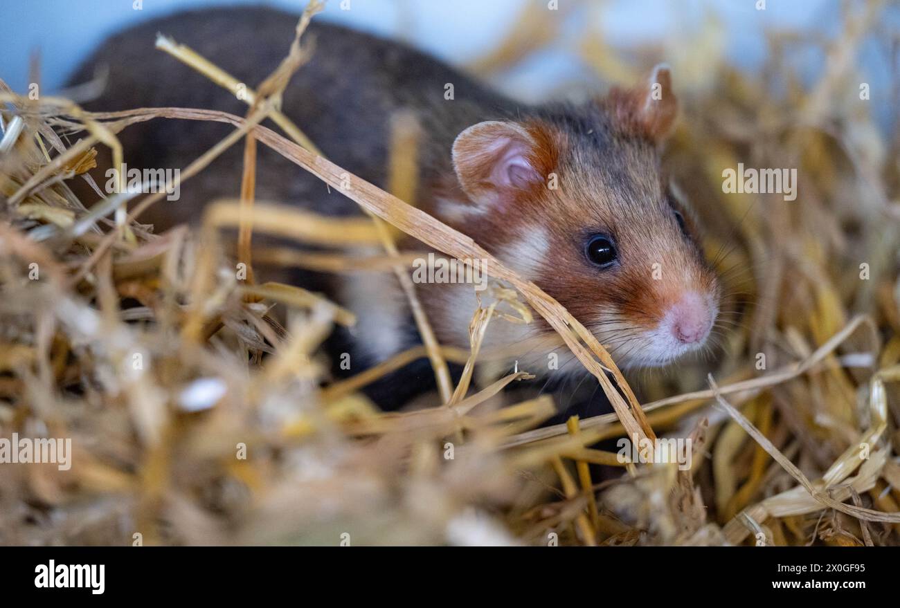 Leipzig, Germany. 12th Apr, 2024. A field hamster (Cricetus cricetus ...