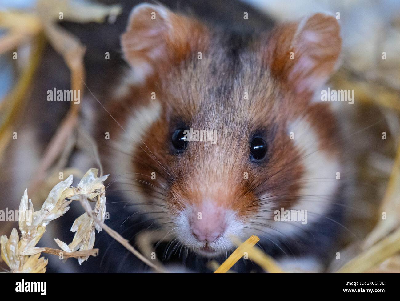 Leipzig, Germany. 12th Apr, 2024. A field hamster (Cricetus cricetus ...
