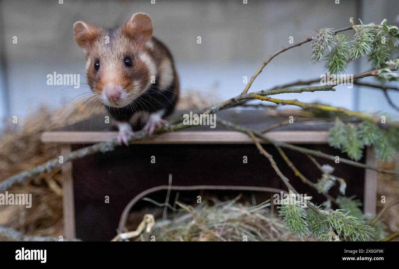 Leipzig, Germany. 12th Apr, 2024. A field hamster (Cricetus cricetus ...