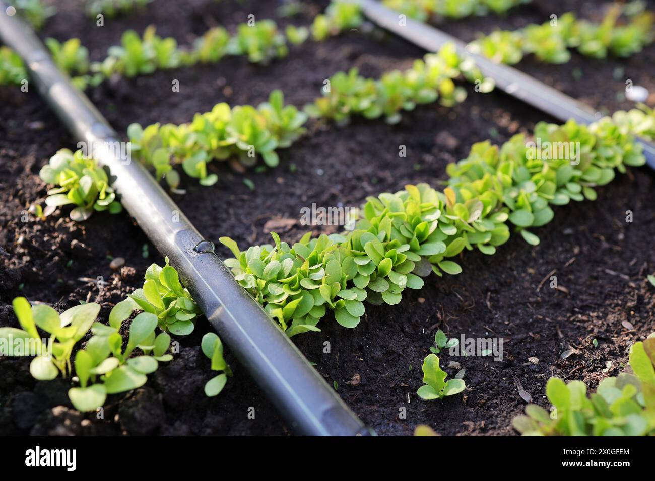 automated drip irrigation system watering lettuce plants grown in a ...