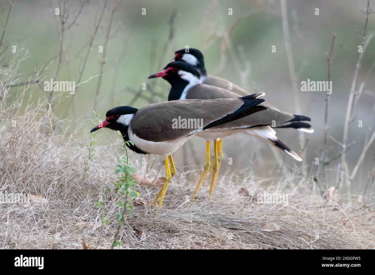 A group of red-wattled lapwings or Vanellus indicus at Jhalana ...