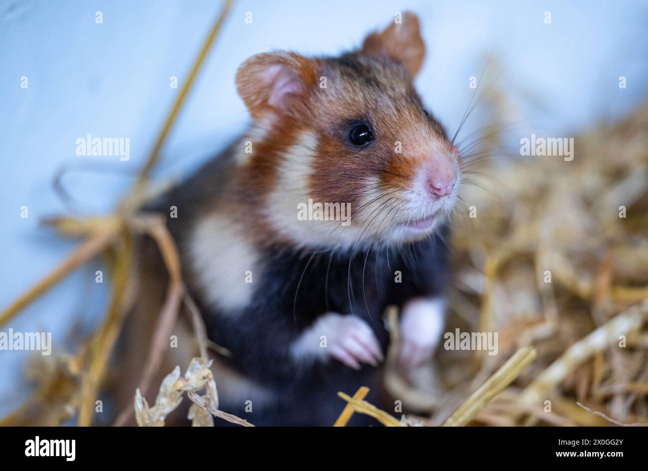 Leipzig, Germany. 12th Apr, 2024. A field hamster (Cricetus cricetus ...