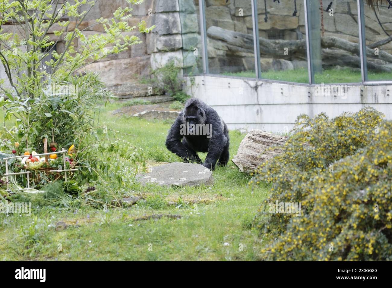 Germany, Berlin, April 12, 2024. Fatou,the oldest female gorilla in the ...