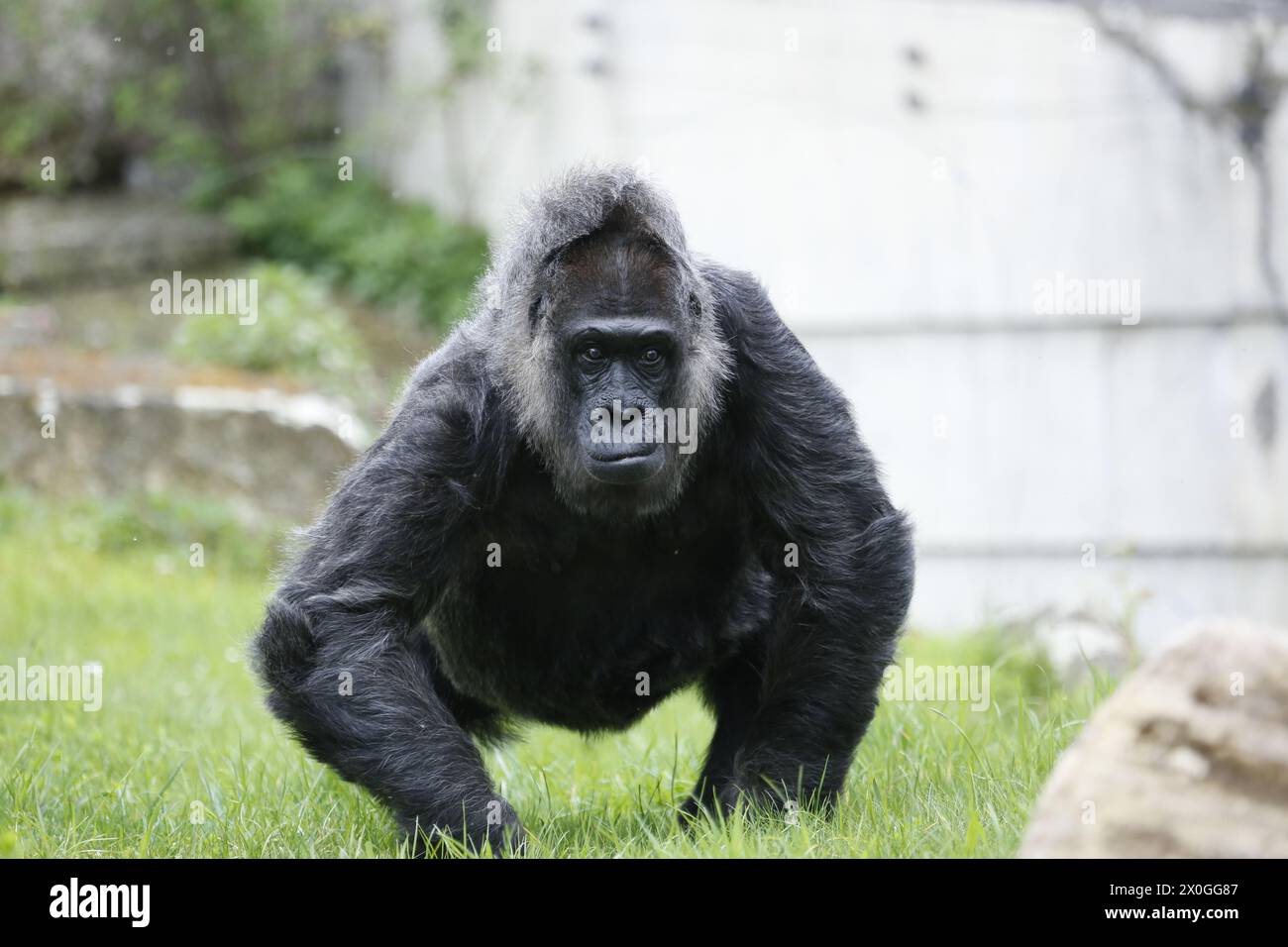 Germany, Berlin, April 12, 2024. Fatou,the oldest female gorilla in the ...