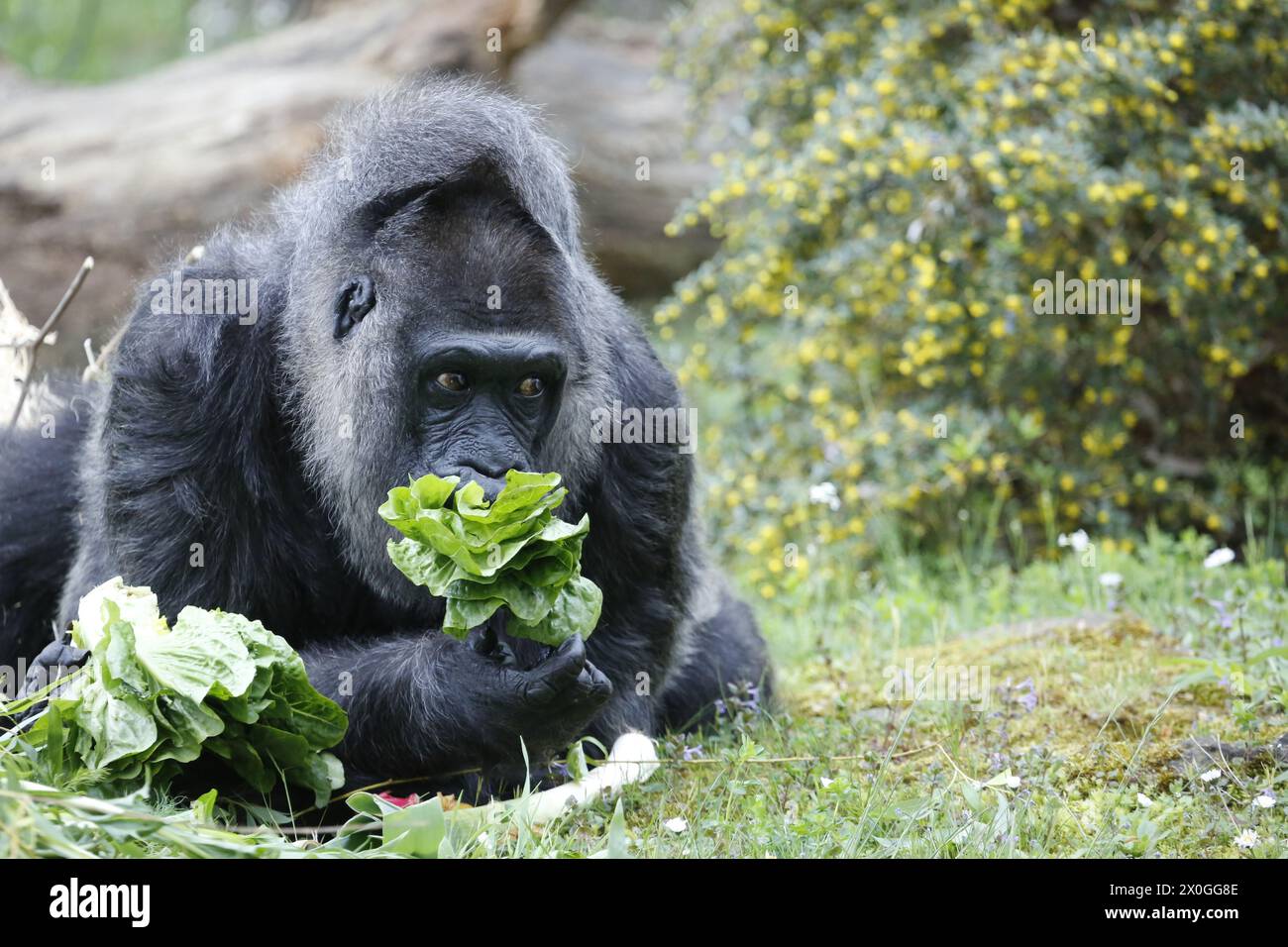 Germany, Berlin, April 12, 2024. Fatou,the oldest female gorilla in the ...