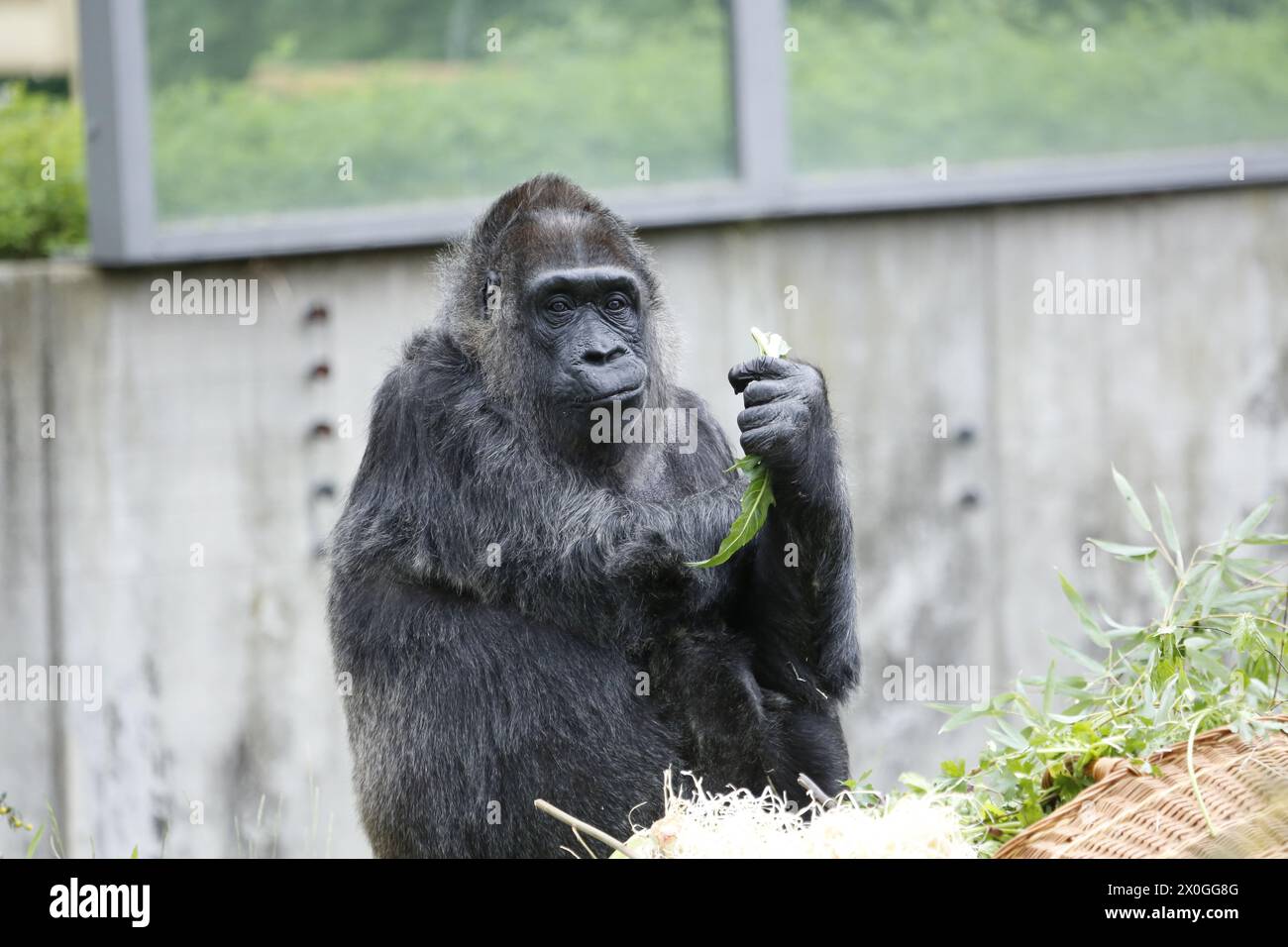 Germany, Berlin, April 12, 2024. Fatou,the oldest female gorilla in the ...