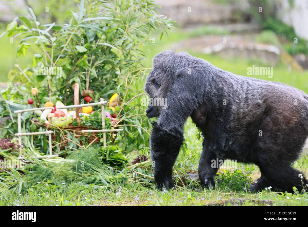Germany, Berlin, April 12, 2024. Fatou,the oldest female gorilla in the ...