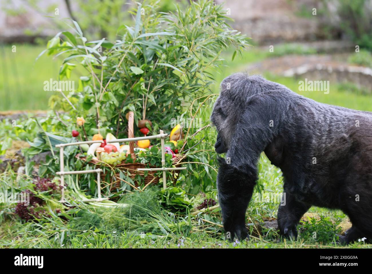 Germany, Berlin, April 12, 2024. Fatou,the oldest female gorilla in the ...