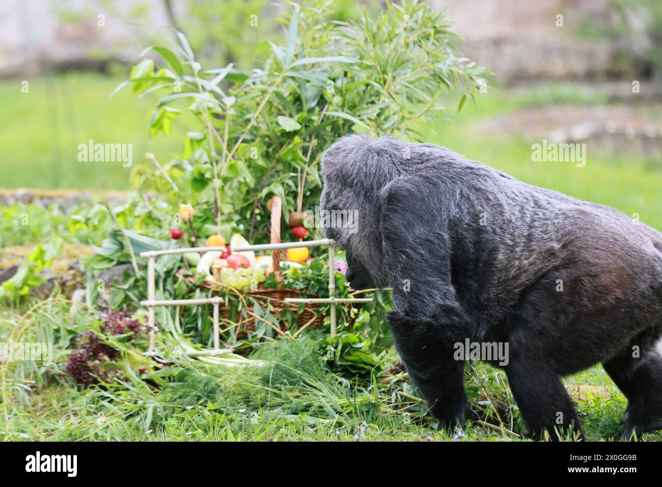 Germany, Berlin, April 12, 2024. Fatou,the oldest female gorilla in the ...