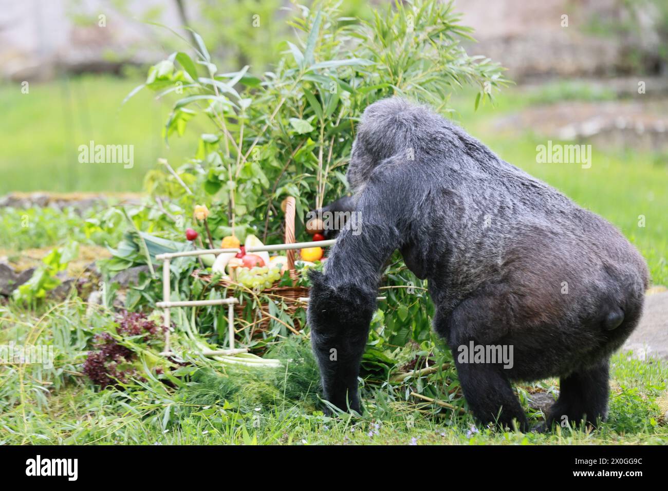 Germany, Berlin, April 12, 2024. Fatou,the oldest female gorilla in the ...