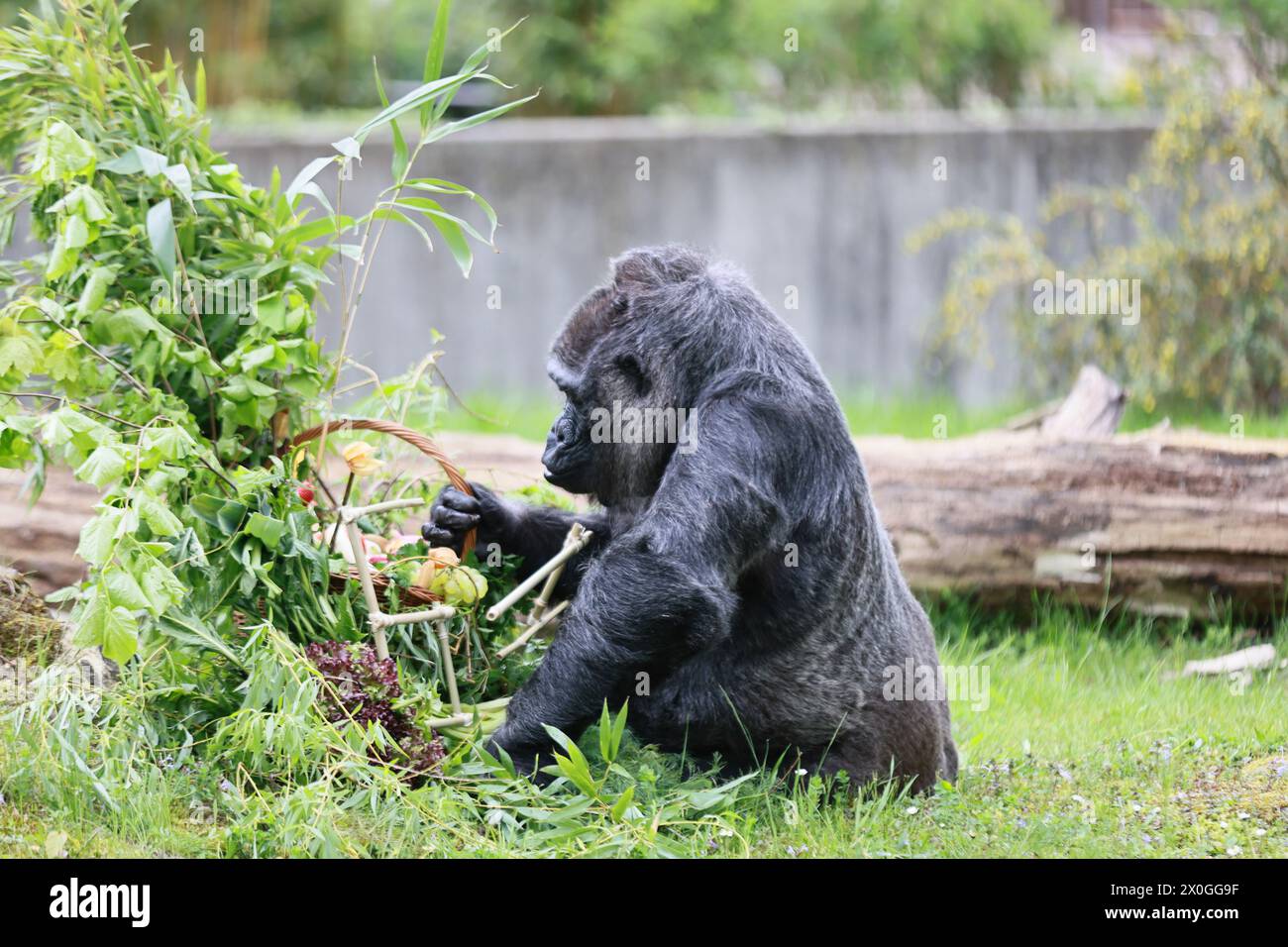 Germany, Berlin, April 12, 2024. Fatou,the oldest female gorilla in the ...