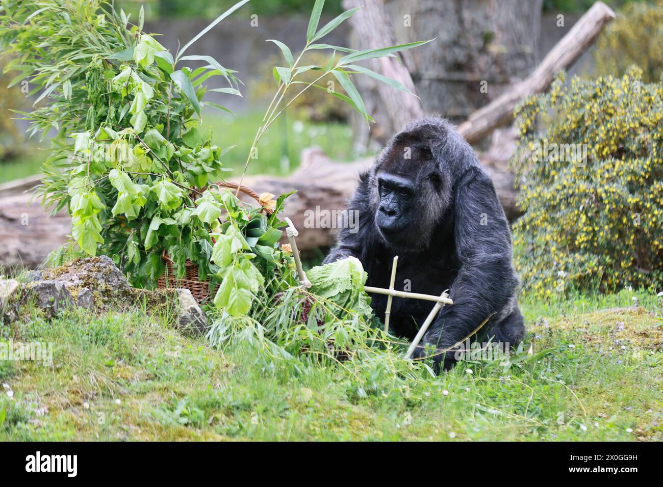 Germany, Berlin, April 12, 2024. Fatou,the oldest female gorilla in the ...