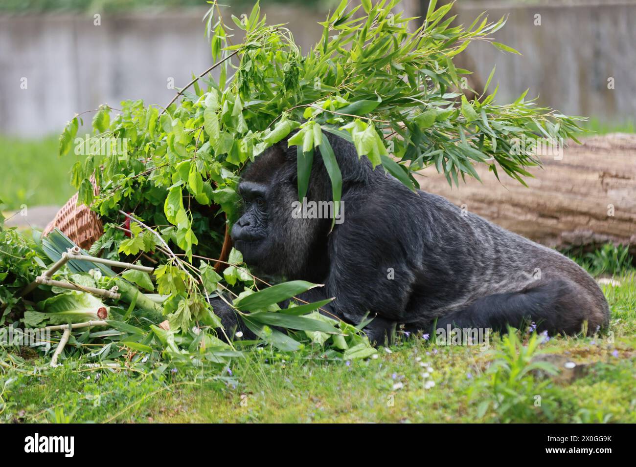 Germany, Berlin, April 12, 2024. Fatou,the oldest female gorilla in the ...