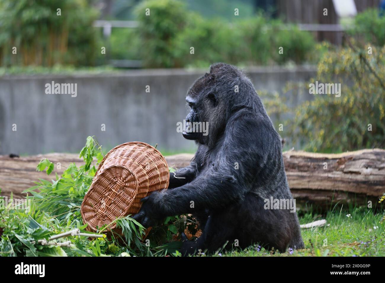 Germany, Berlin, April 12, 2024. Fatou,the oldest female gorilla in the ...