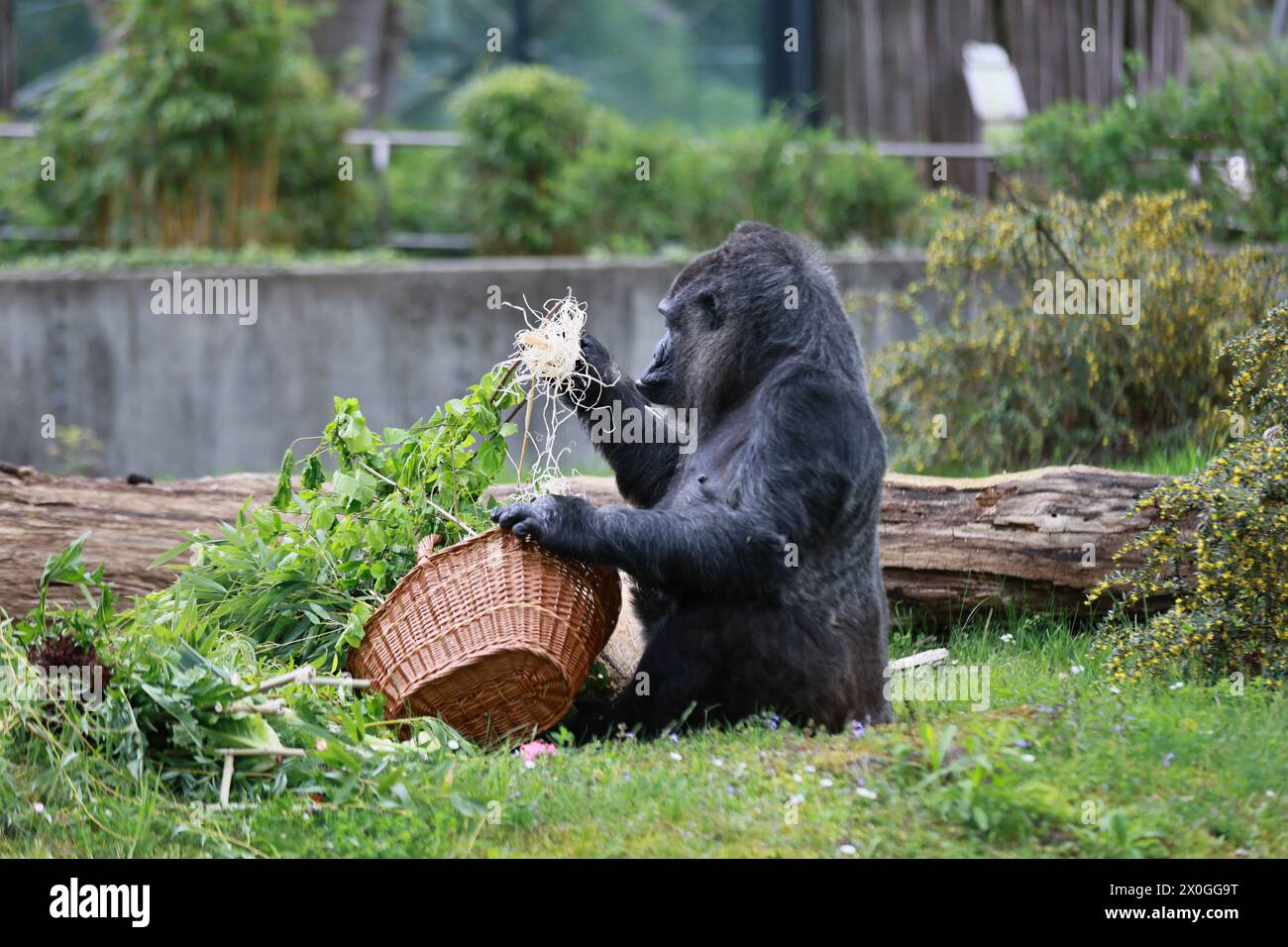 Germany, Berlin, April 12, 2024. Fatou,the oldest female gorilla in the ...
