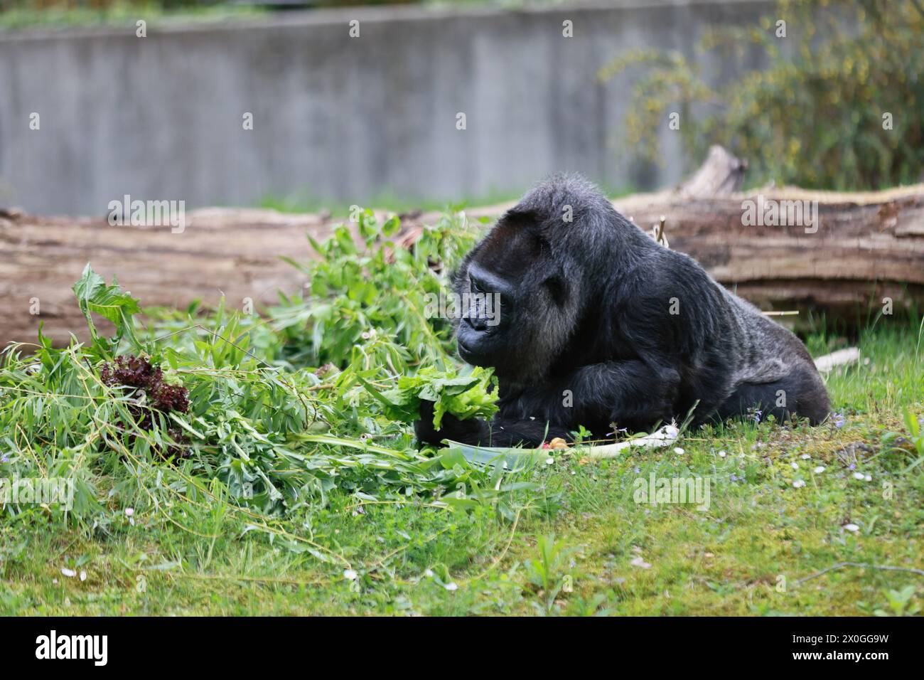Germany, Berlin, April 12, 2024. Fatou,the oldest female gorilla in the ...