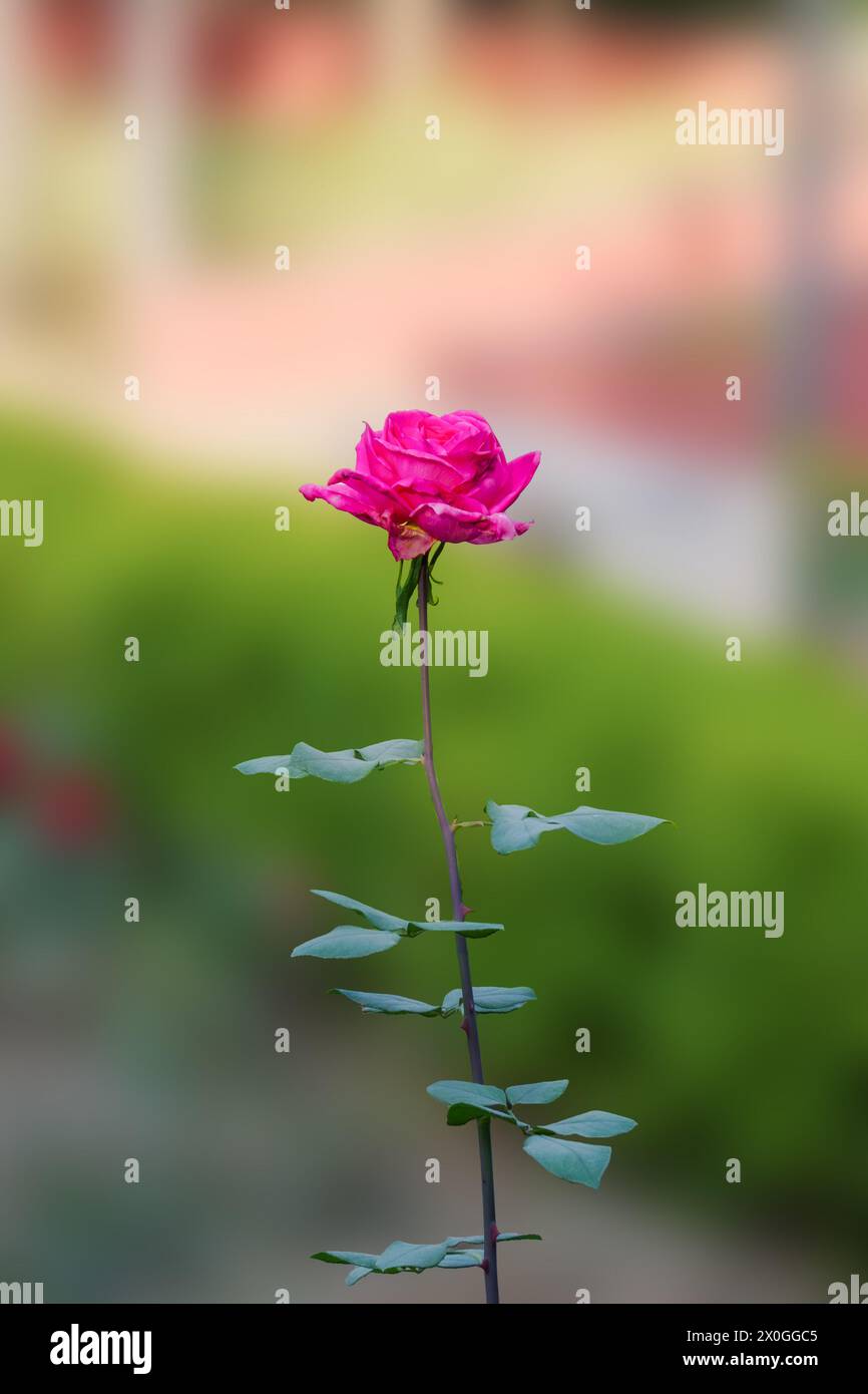 Mothers day subtle design hi-res stock photography and images - Alamy