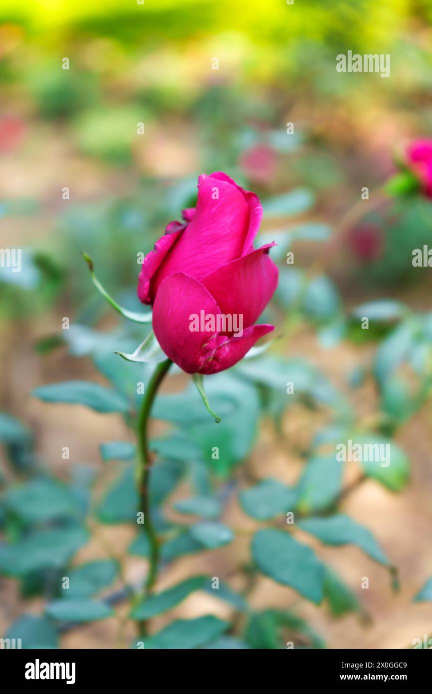 Pink roses typically symbolise admiration, happiness, and love. More ...