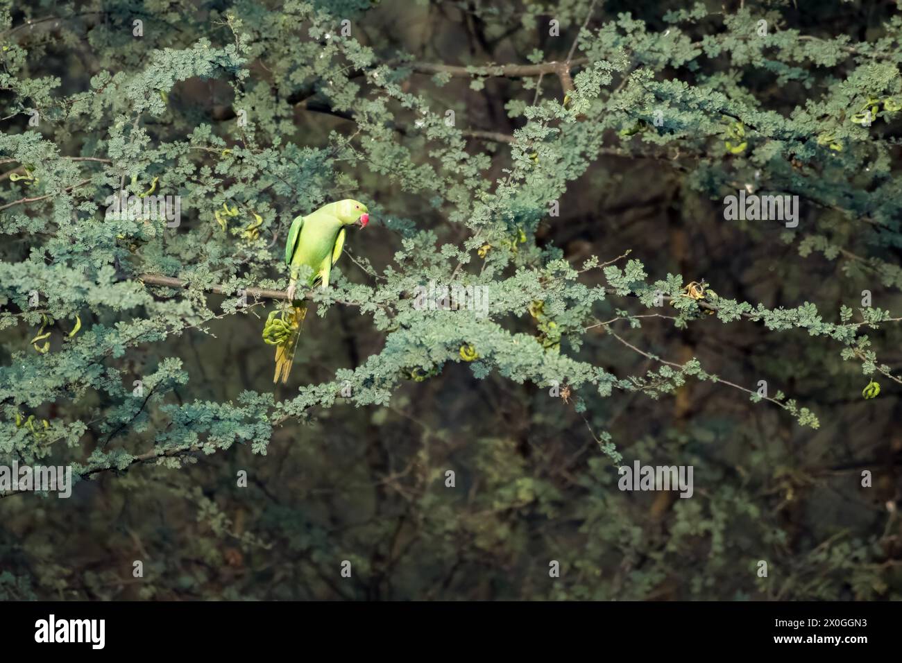 rose-ringed parakeet or Psittacula krameri, at Jhalana, Rajasthan India ...