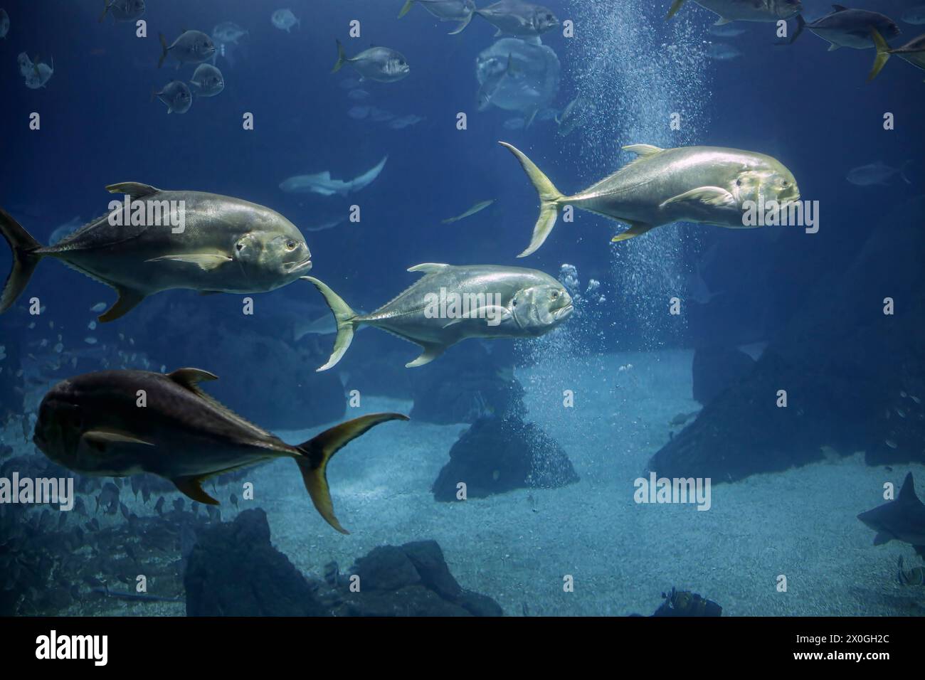 Xareu fish hi-res stock photography and images - Alamy