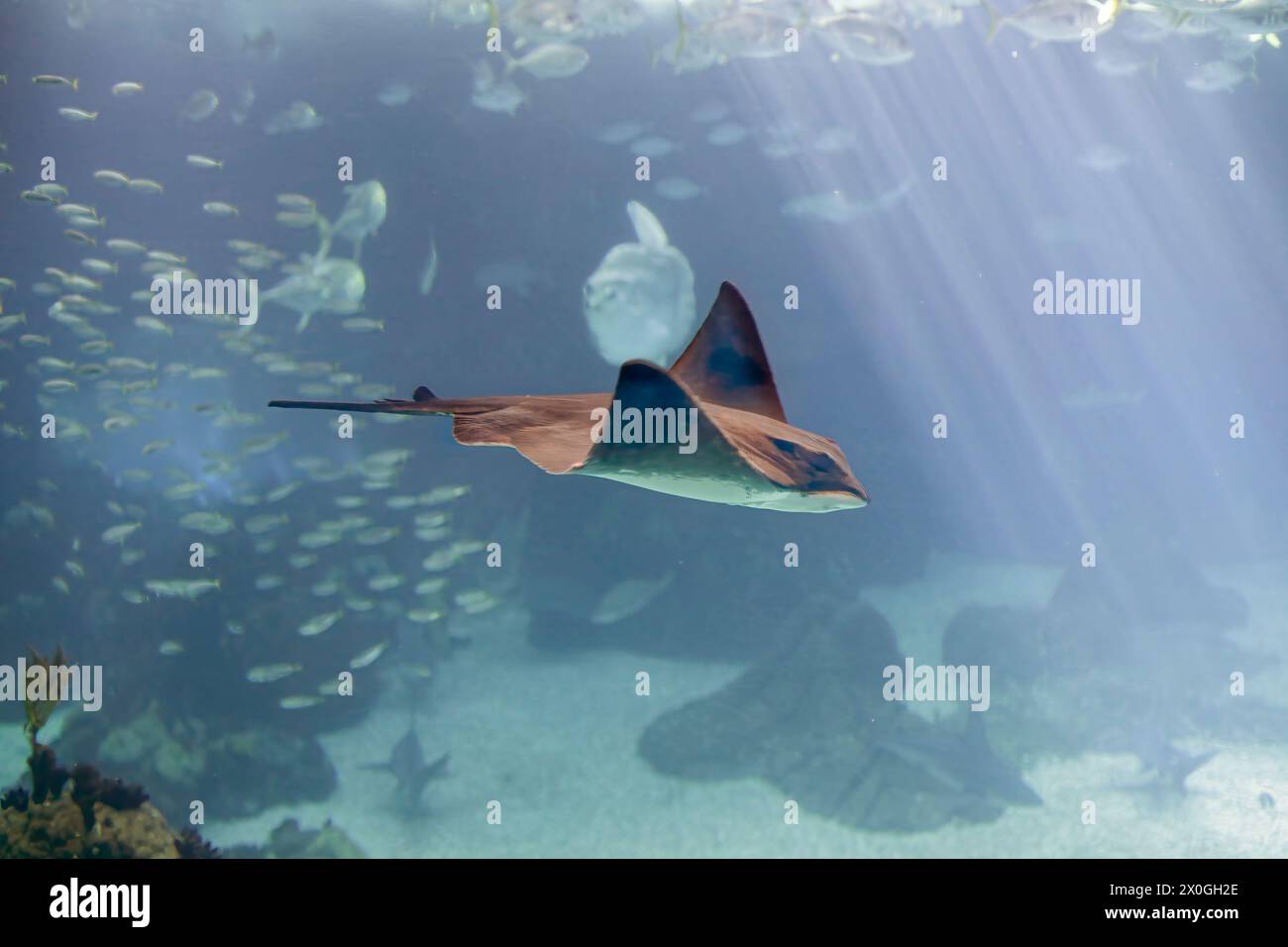 Xareu fish hi-res stock photography and images - Alamy