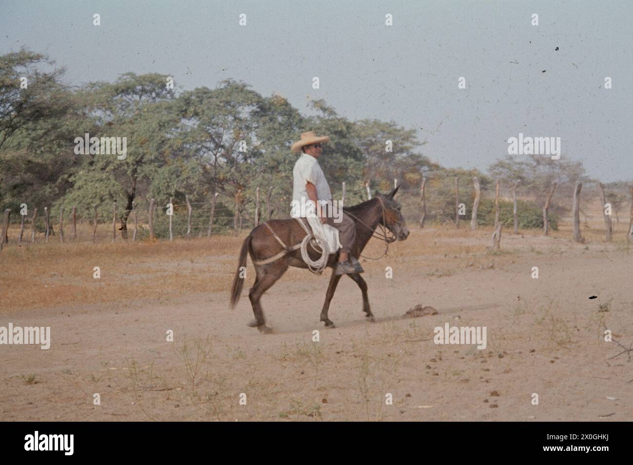A man in a hat rides a mule in northern Olomouc. [automated translation ...