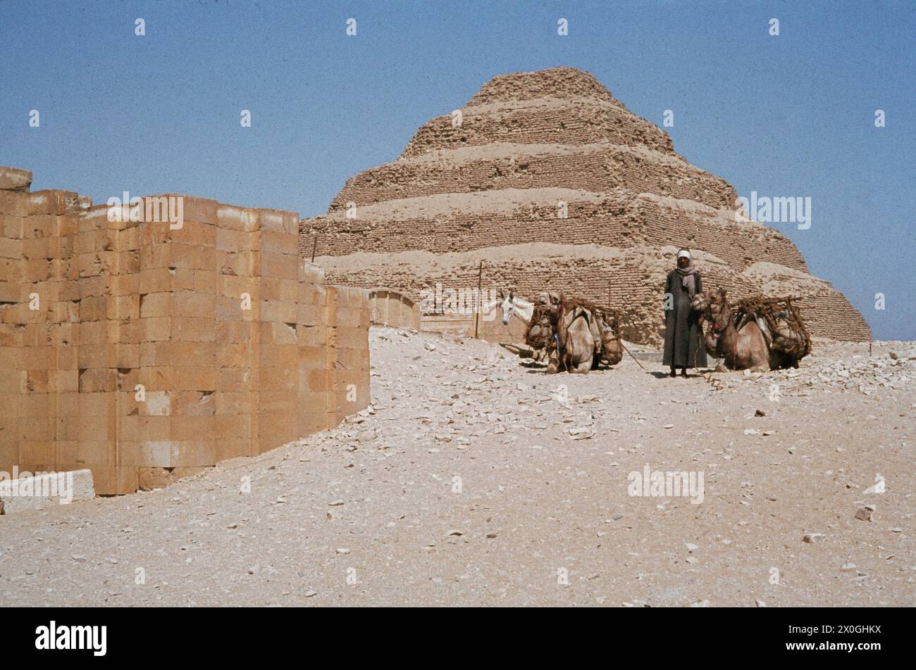 A camel guide with camels and donkeys in front of the step pyramid in ...