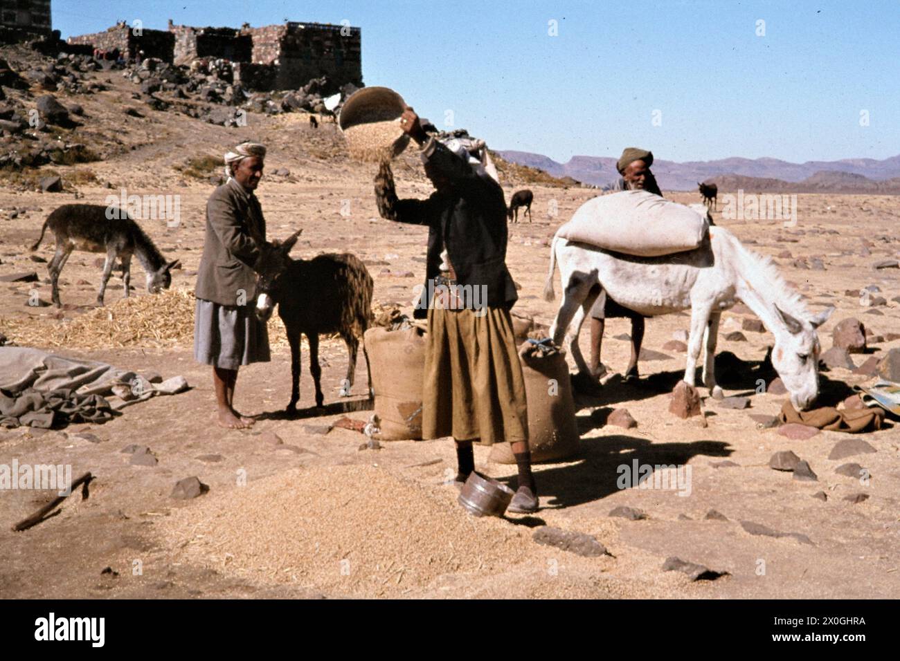 Yemeni men throwing worms next to a group of donkeys in Safar ...