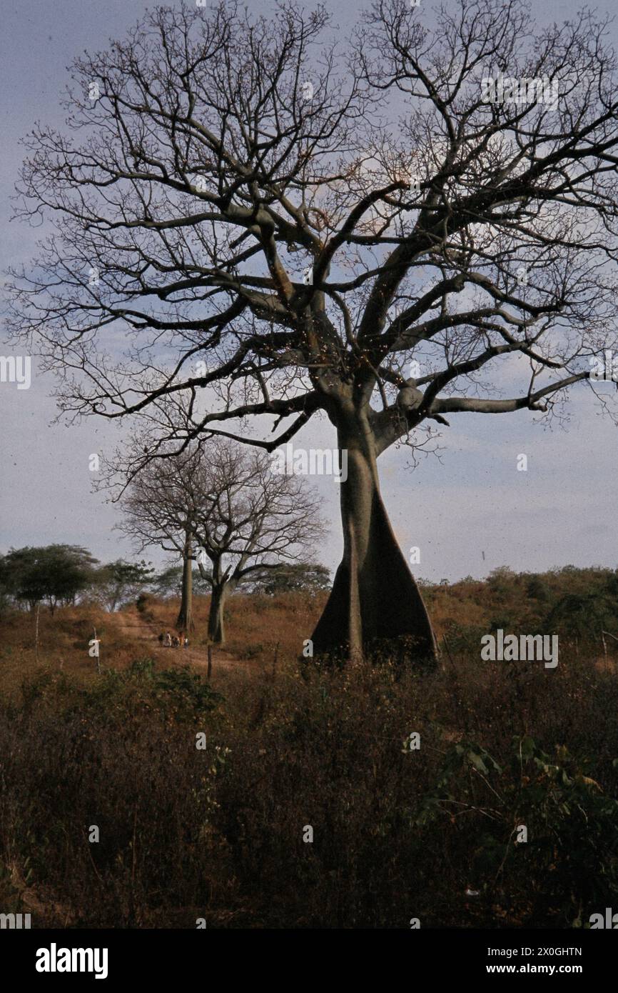 A Ceibo tree in the landscape before Guayaquil. [automated translation ...