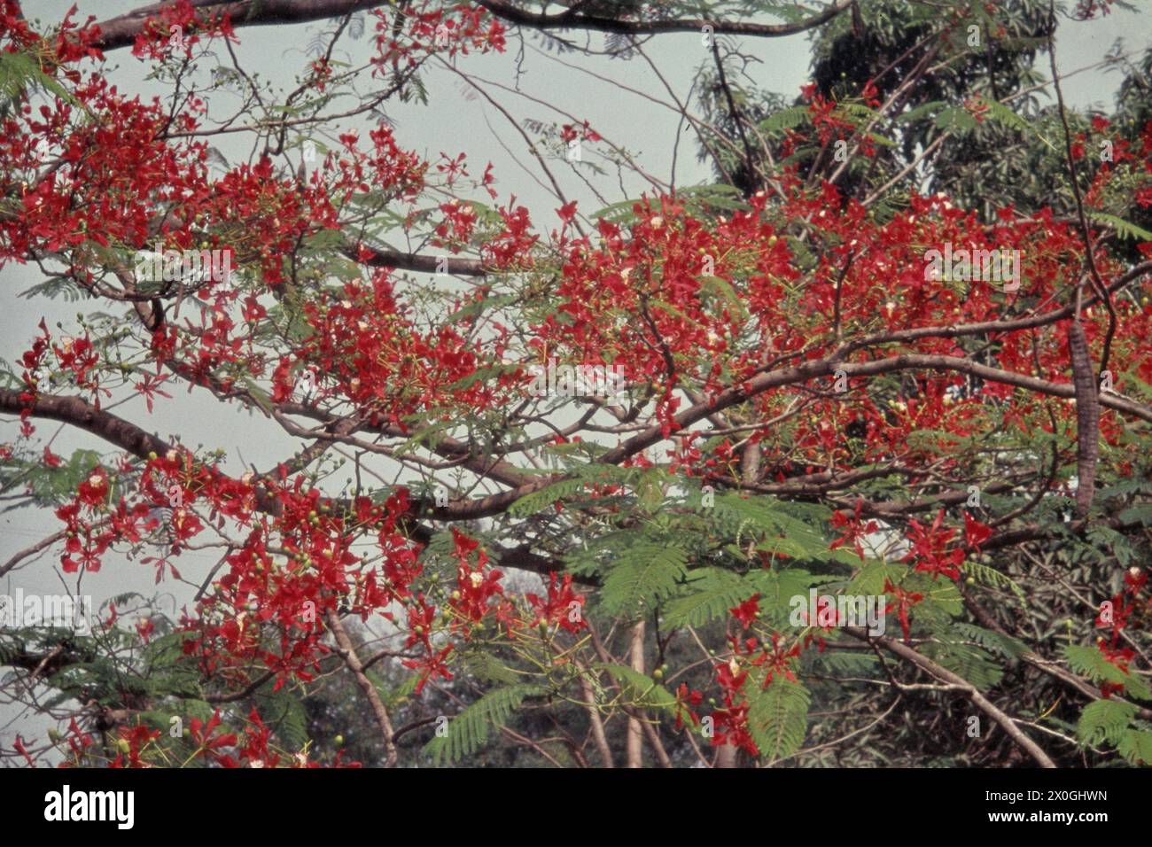 Fire alazia with red flowers in Savé. [automated translation] Stock ...