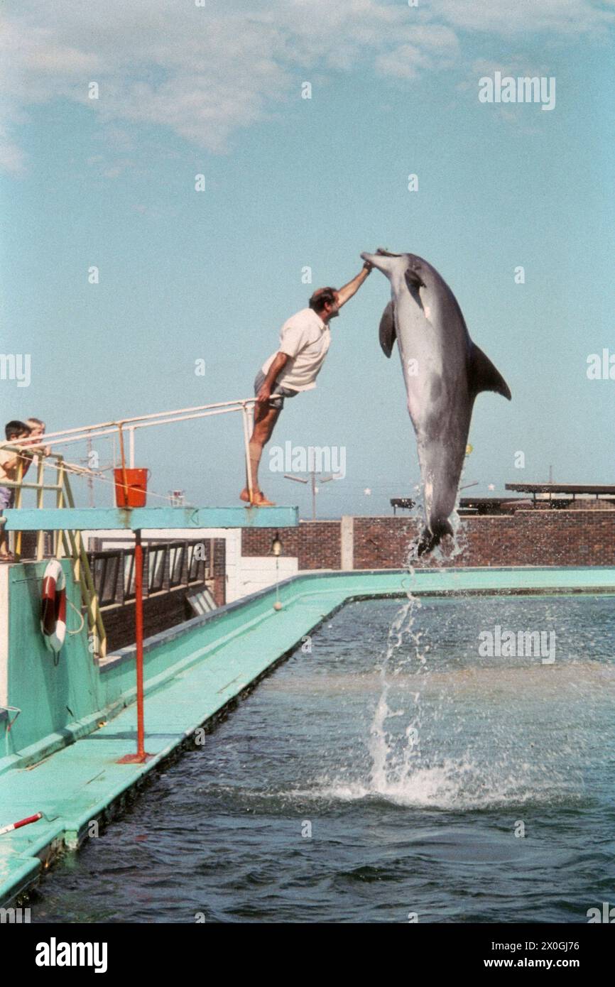 A dolphin is fed by a trainer in the Ozeaneum of Port Elisabeth ...