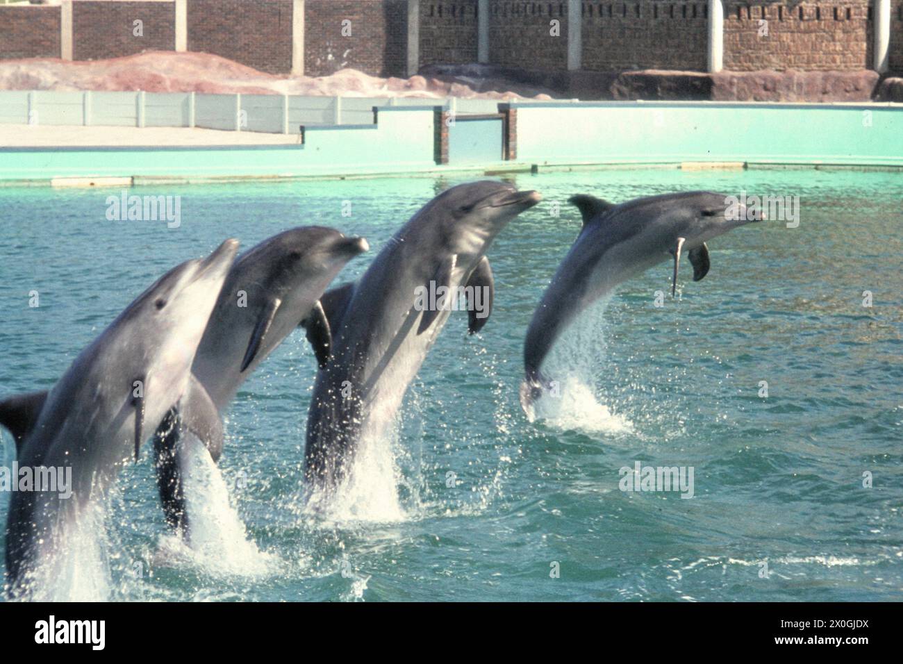 Historical trained dolphins hi-res stock photography and images - Alamy