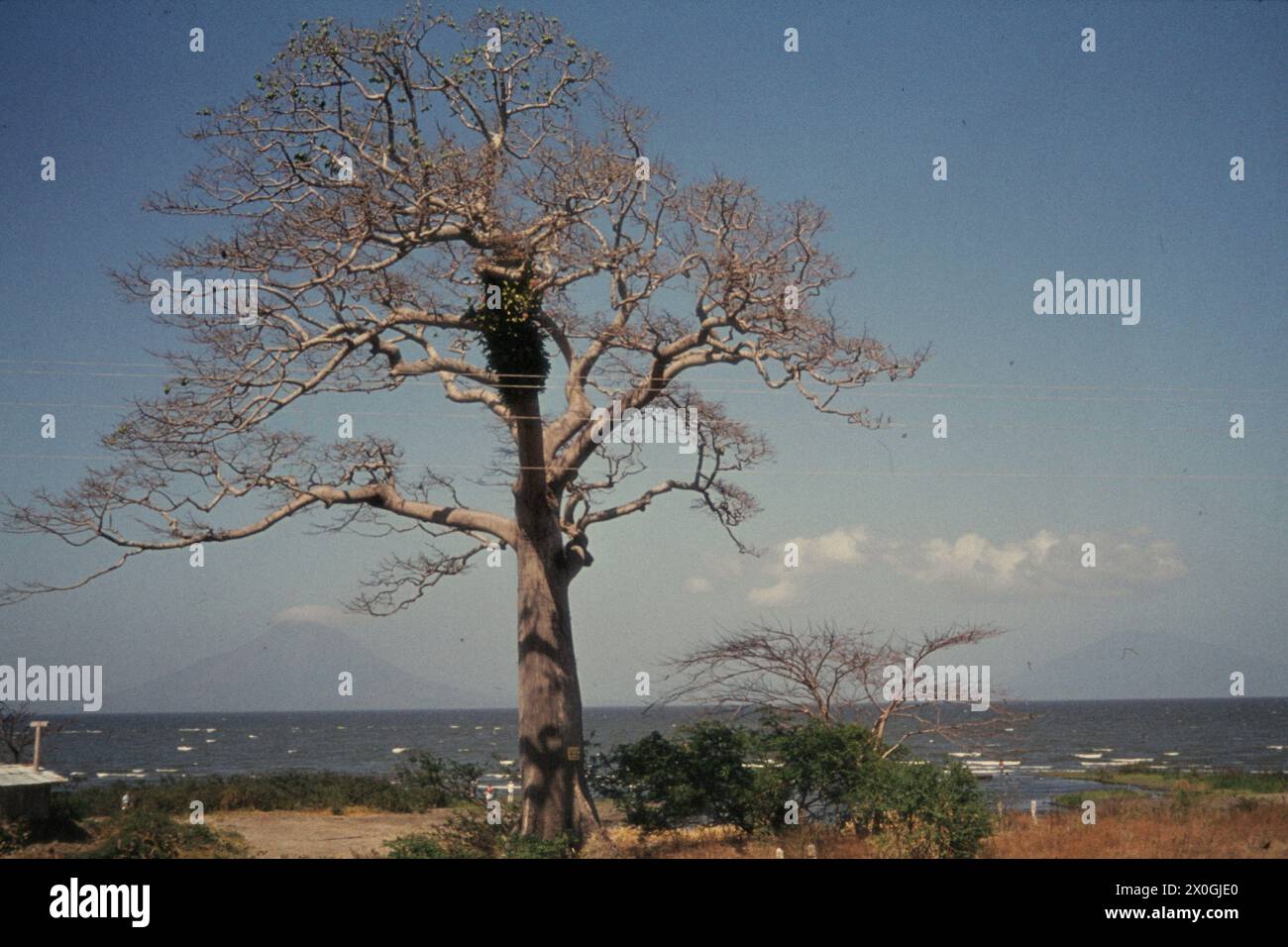 The sacred tree of the Indios, a Ceiba tree, with the volcano Ometepe ...