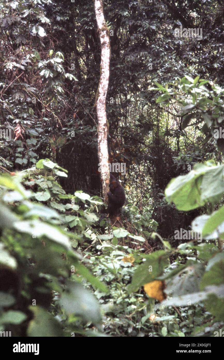 A gorilla climbs down from a tree in the rainforest of Kahuzi-Biega ...