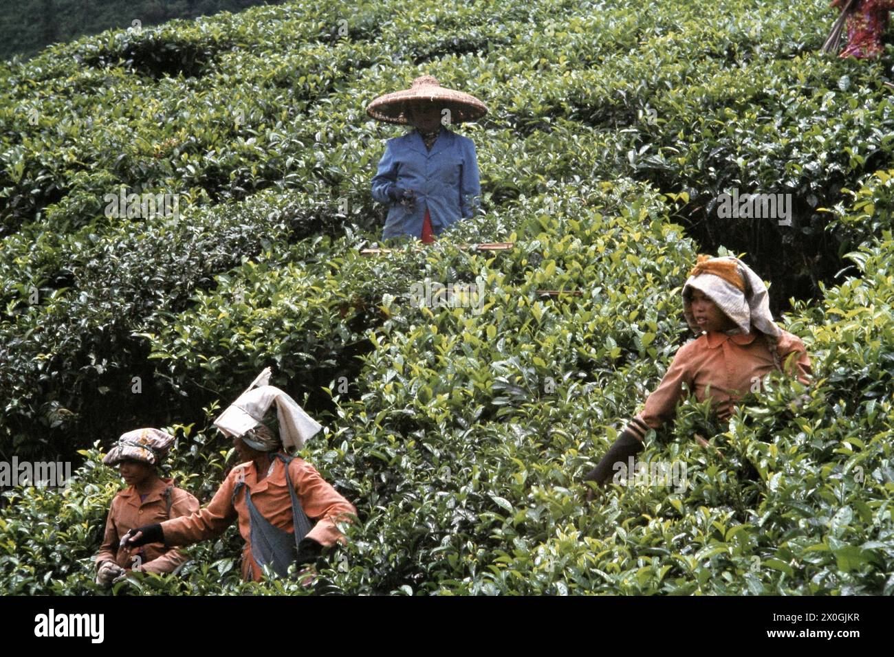 Tea pickers on a tea plantation at the Puncak Pass. [automated ...
