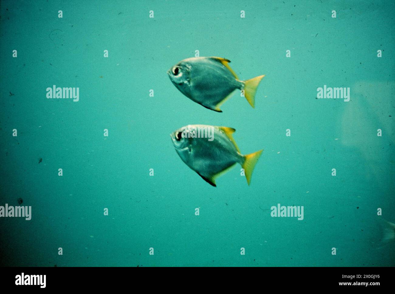 Two fish in the Seaworld Aquarium (Centenary Aquarium) in Durban ...