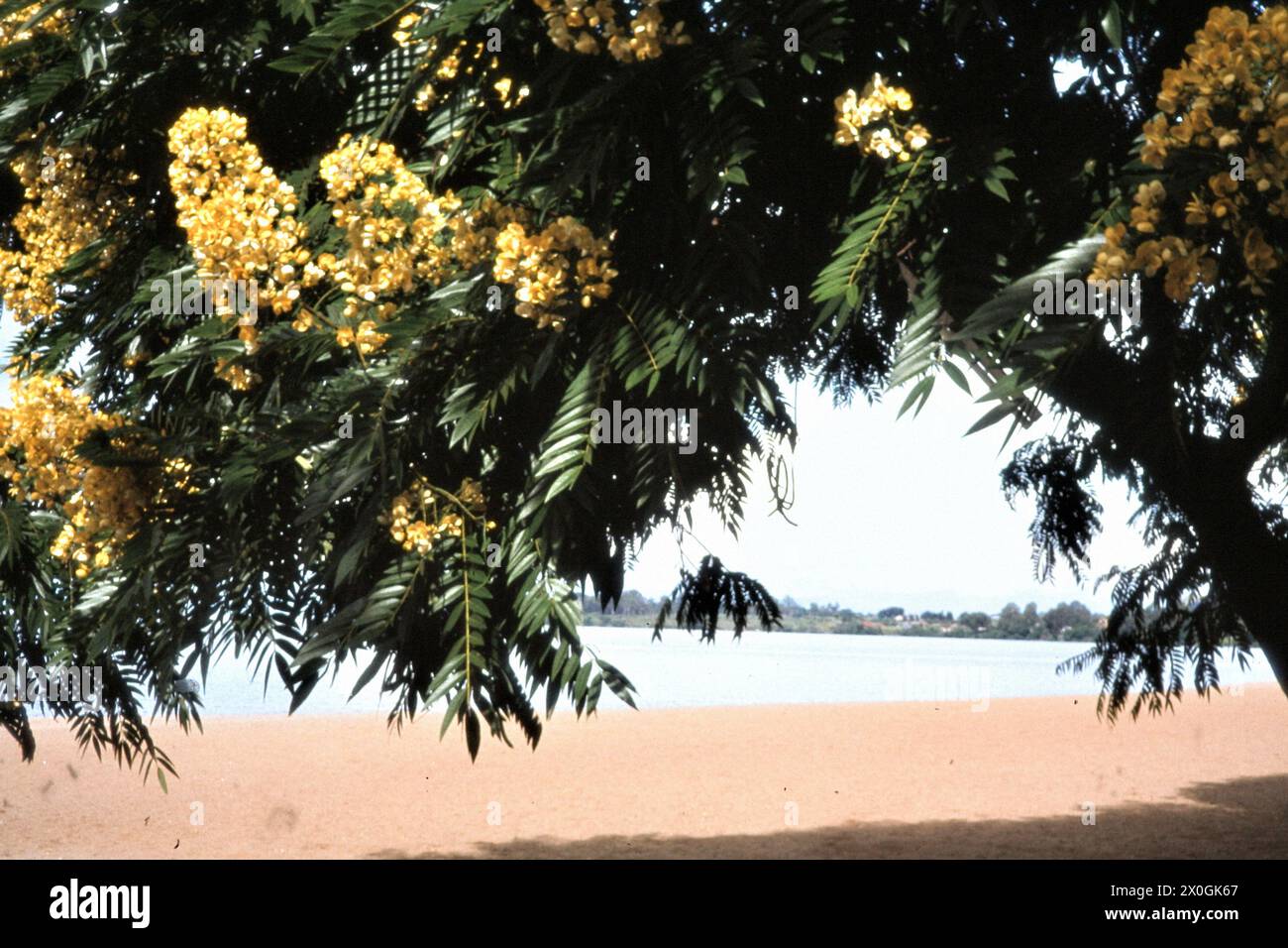 An Acaria mimosa with yellow flowers at Lake Kivu near Gisenyi ...