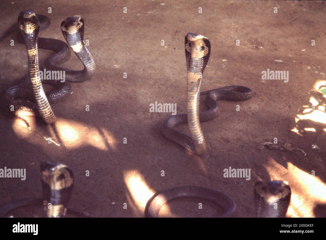 Cobras with their heads raised on a snake farm in Bangkok. [automated ...