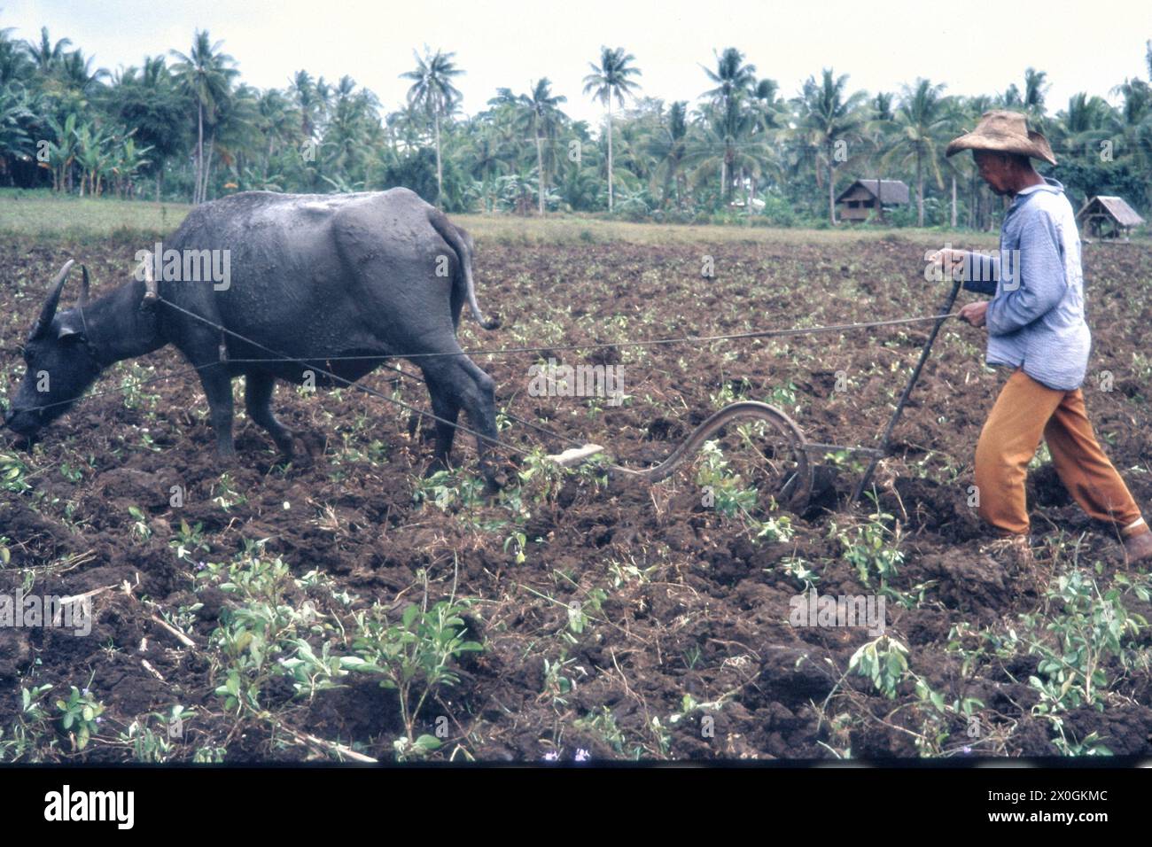 A farmer and a water buffalo plough a dry rice field in Bohol ...