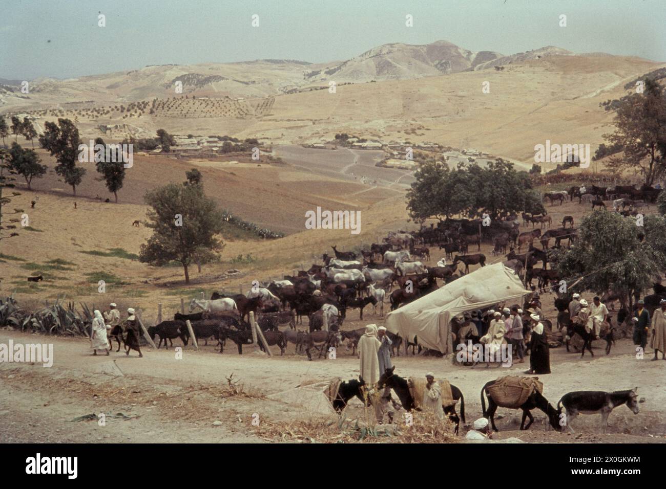 A donkey market in a Berber village near the village Souk es Sebt in ...