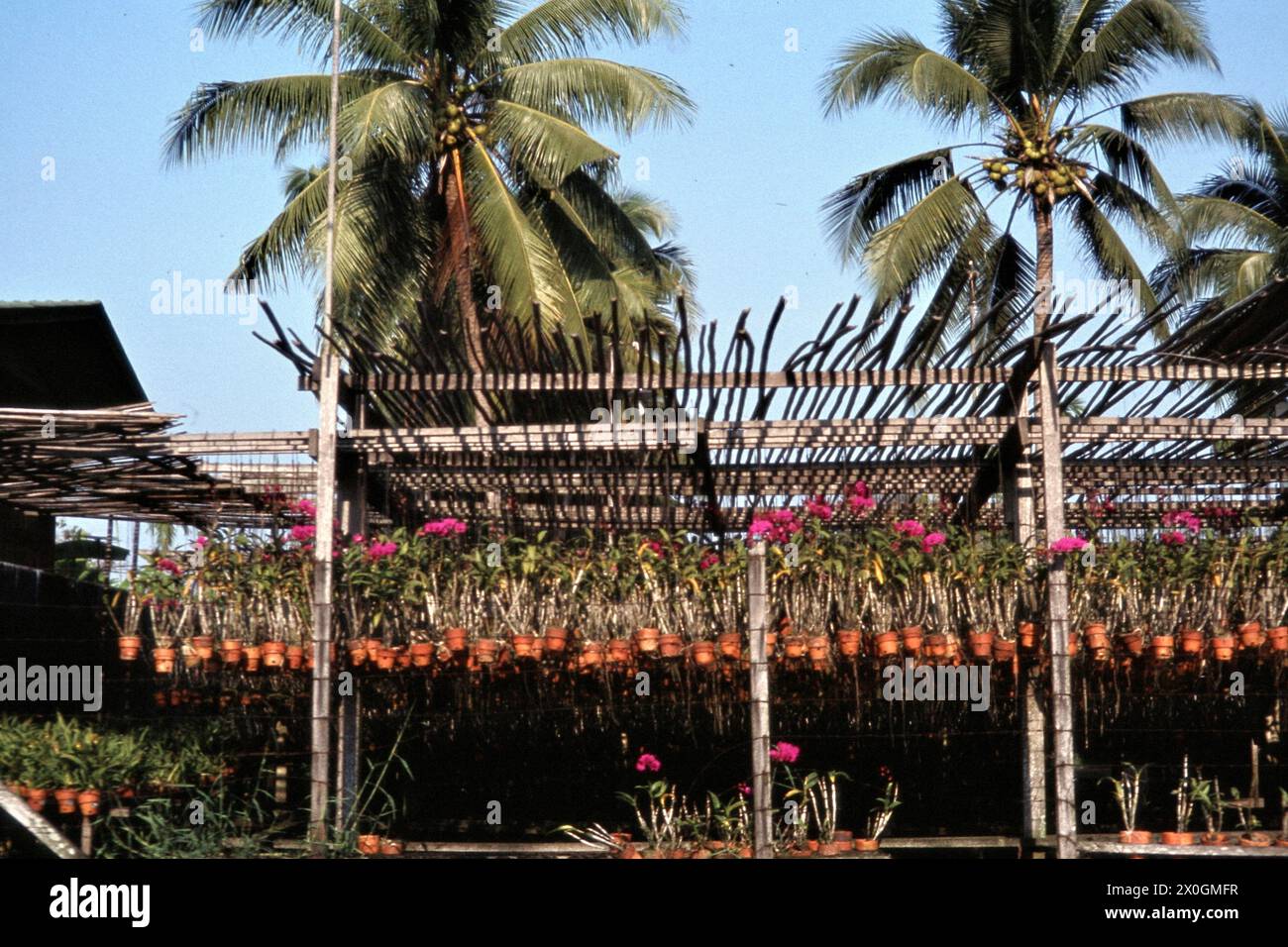 Orchids in pots on an orchid farm in Bangkok. [automated translation ...
