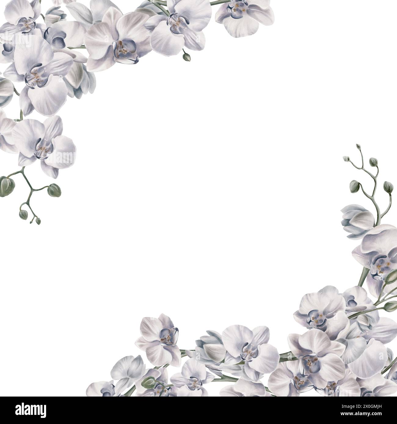 White orchid flowers in the composition of the corner frame to decorate ...