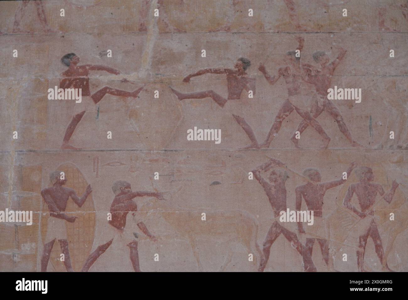 A painting on the east wall of the Mastaba of the Ti tomb shows the ...