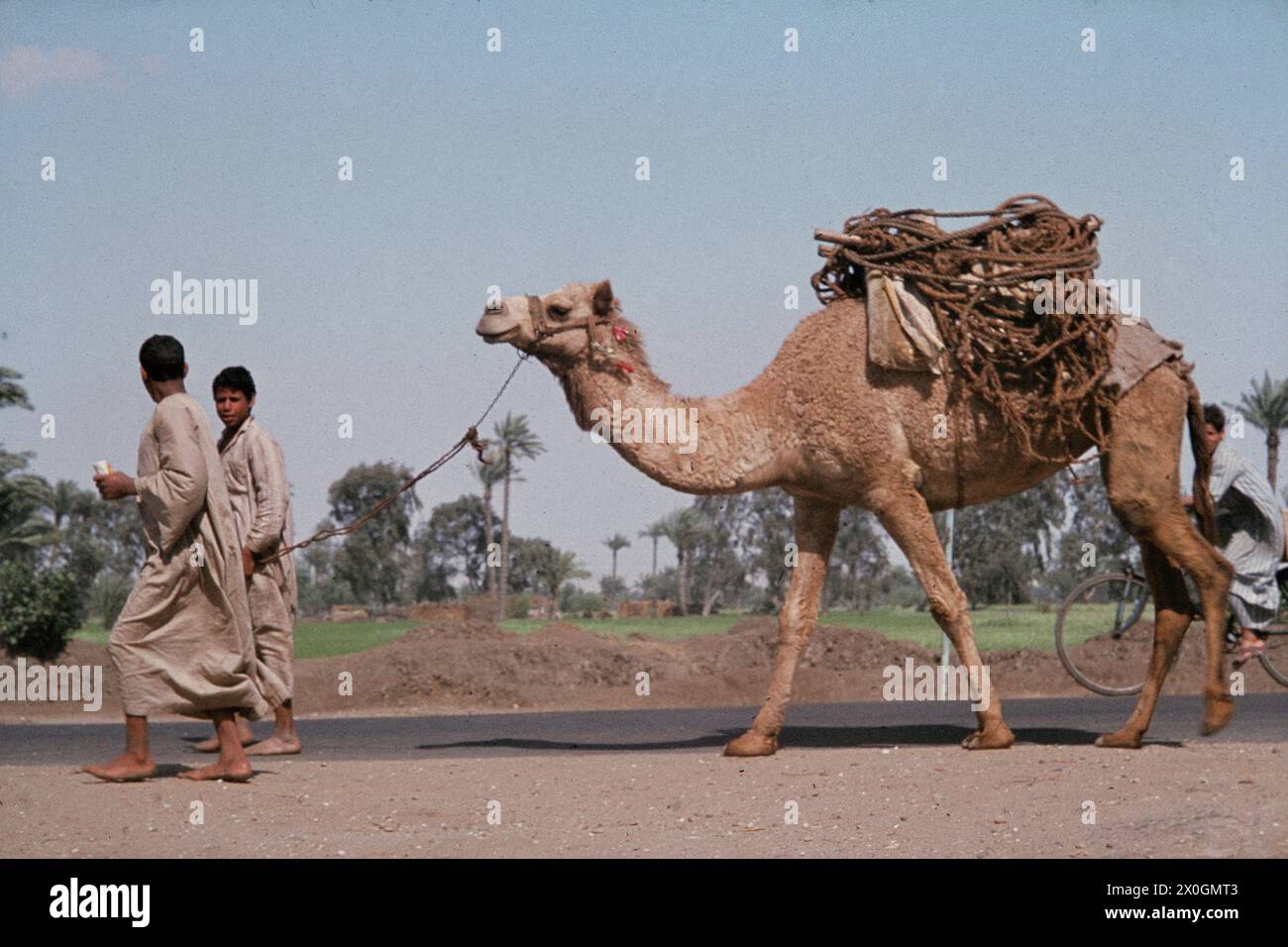 Two men pull a loaded camel running in the pass on a road in Sakkara ...