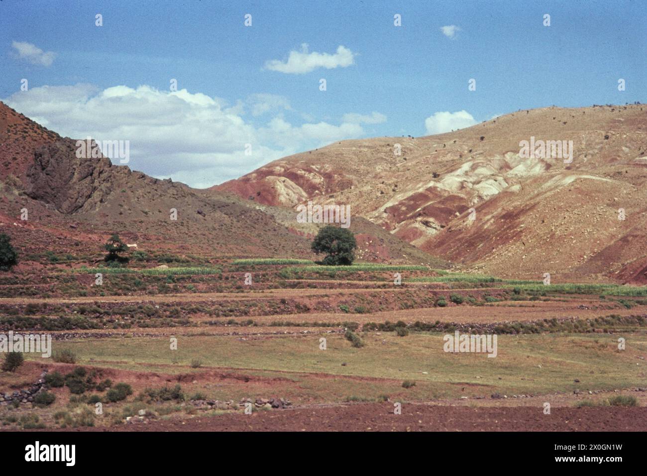A tree in front of a hill in the colorful landscape of Morocco ...
