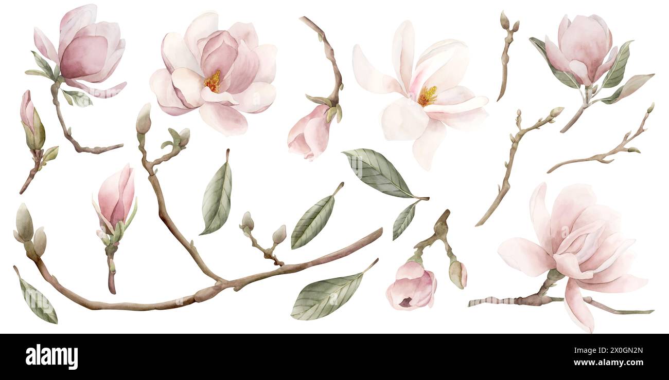 Set of light pink magnolia flowers, sprigs and leaves. Floral watercolor illustration hand ...