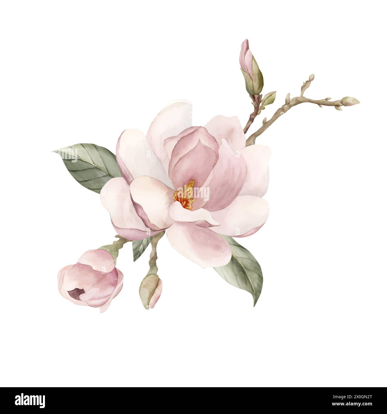Composition of light pink magnolia flower, buds, sprigs and leaves ...