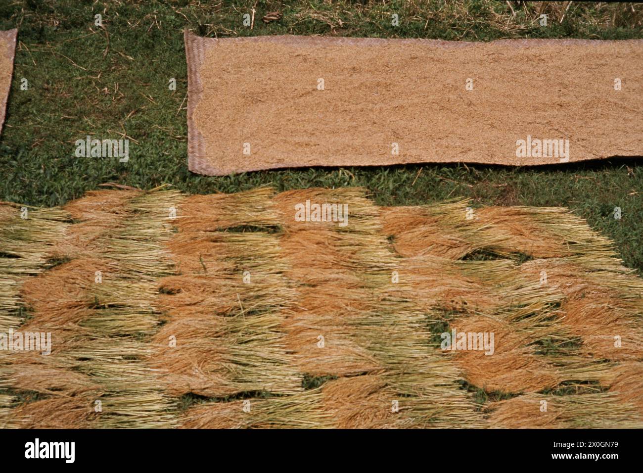 Drying out rice hi-res stock photography and images - Alamy